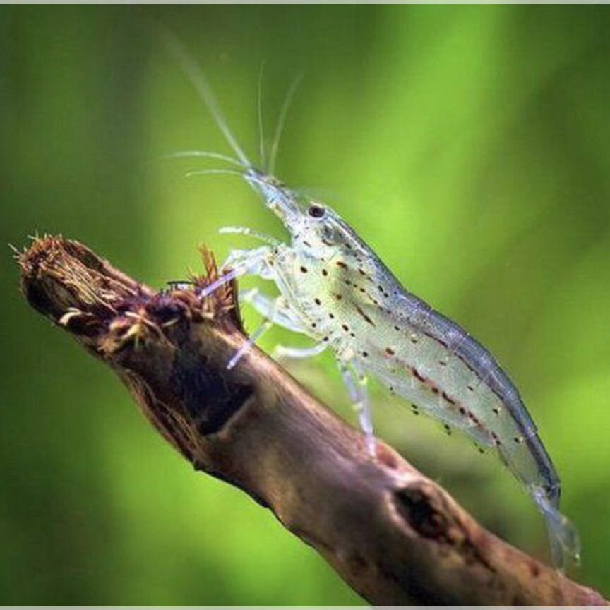 Креветка Амано. Собственное разведение