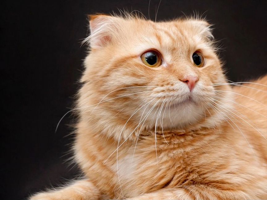 Котофей ищет свой дом