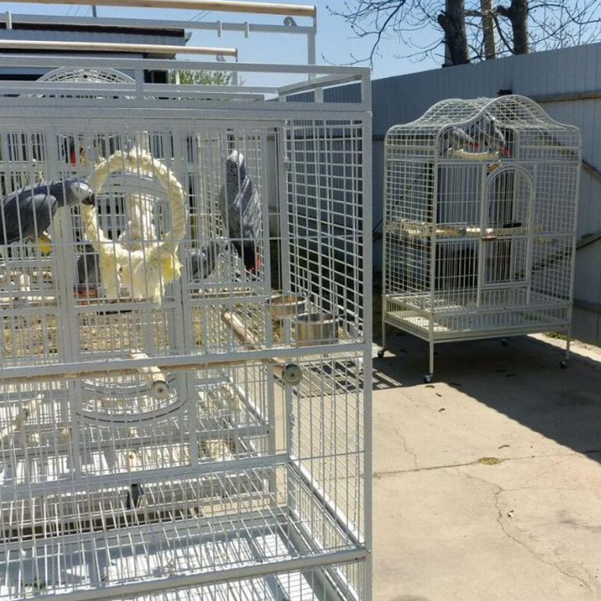 Большие попугаи