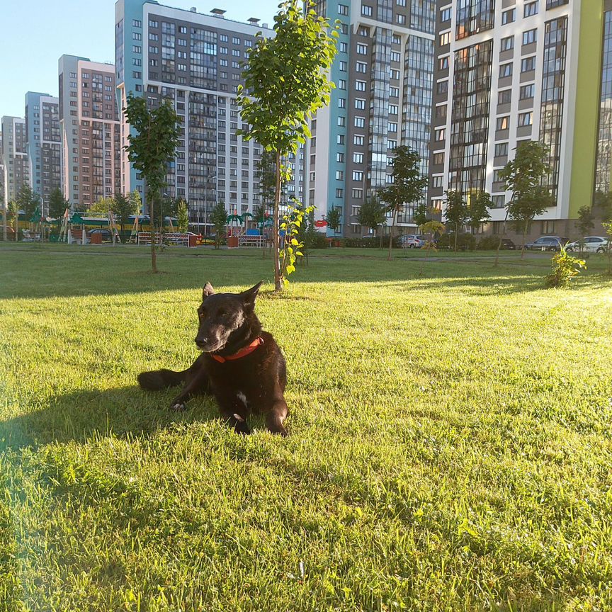 Собака в добрые руки