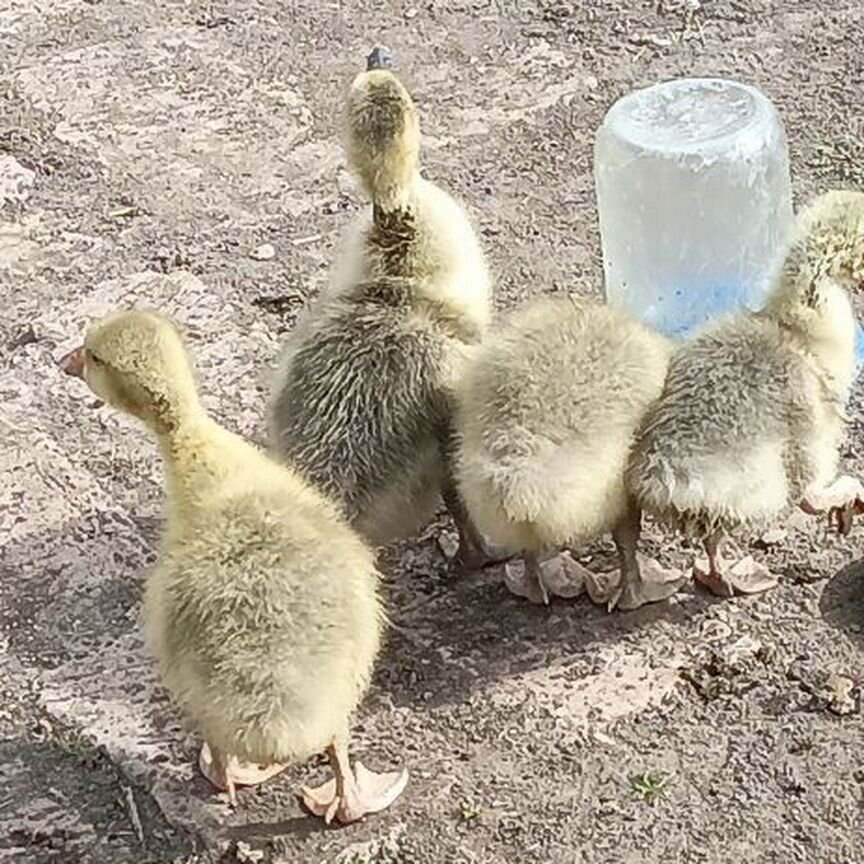 Запись на гусят апрель