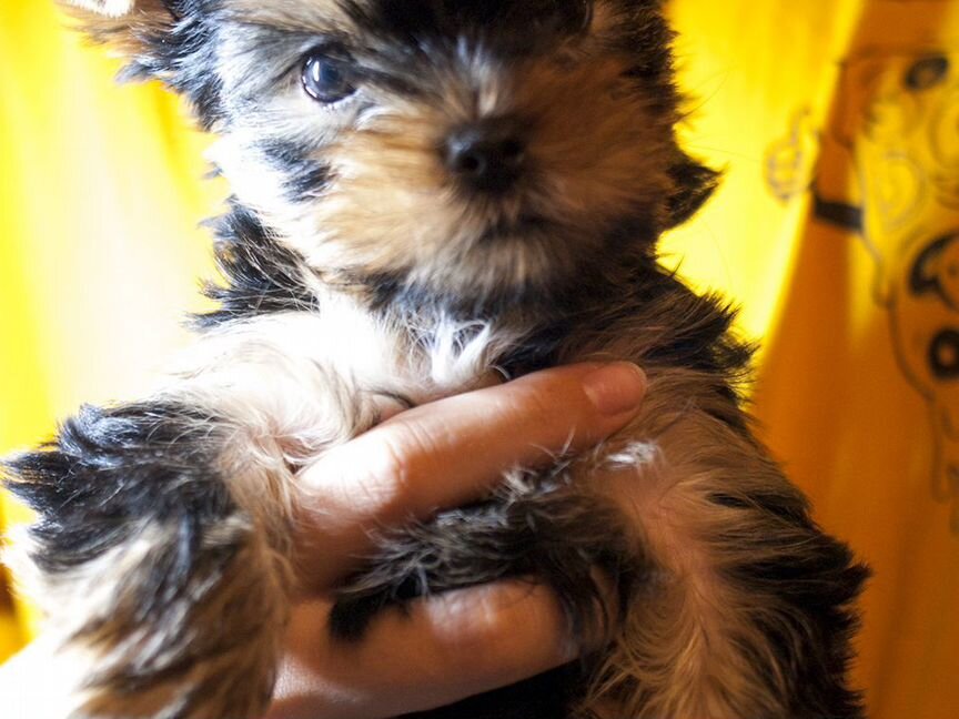 Йоркширский терьер щенки