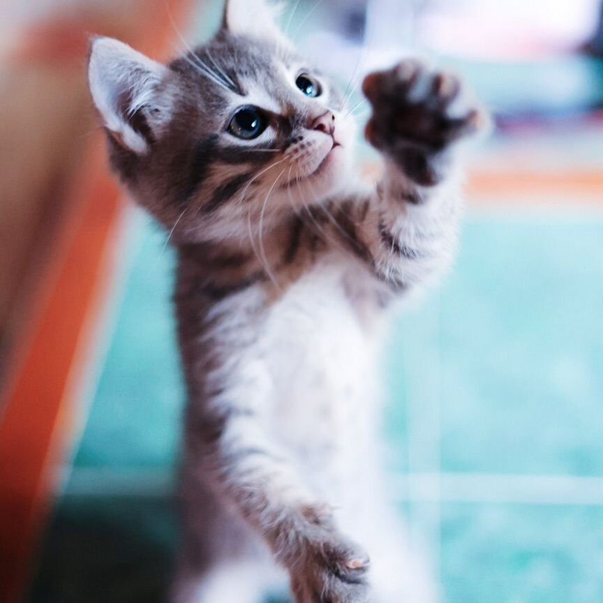 Милейший серый котёнок мальчик 2,5 мес