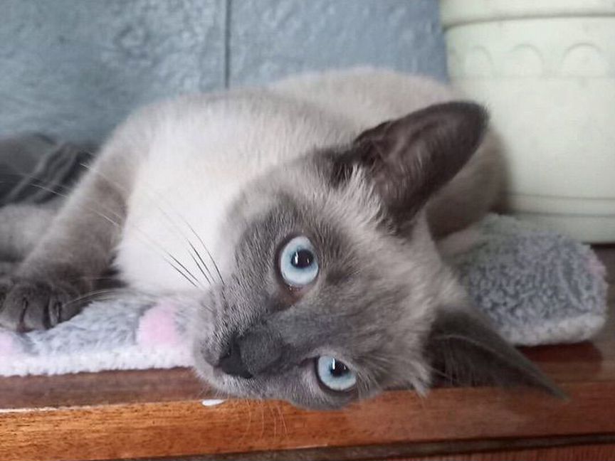 Кошка Тайка