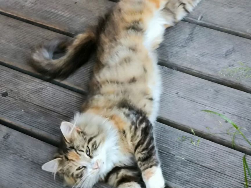 Котенок 10 месяцев