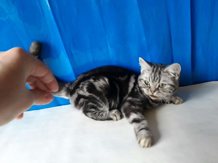Идеальный котик