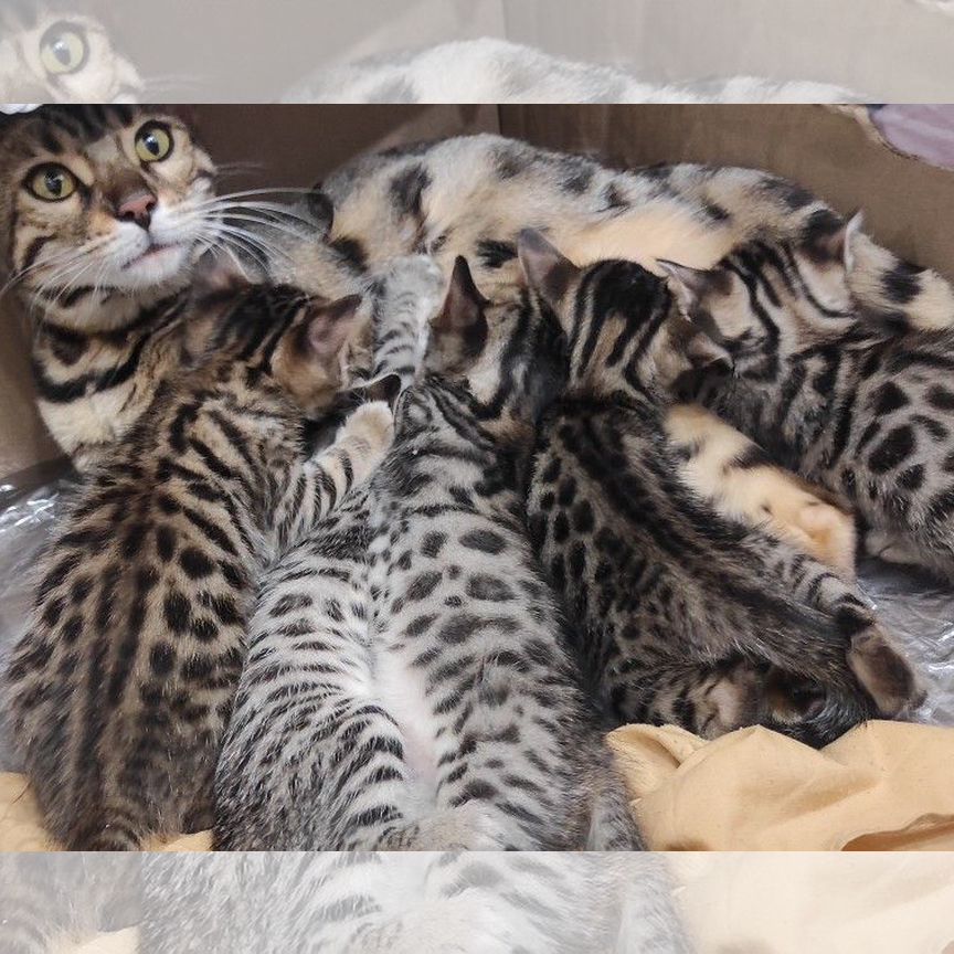Котята Бенгальской кошки