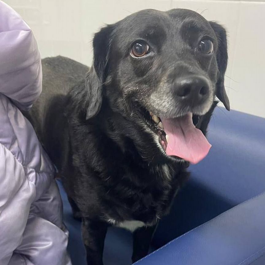 Взрослая собака в добрые руки