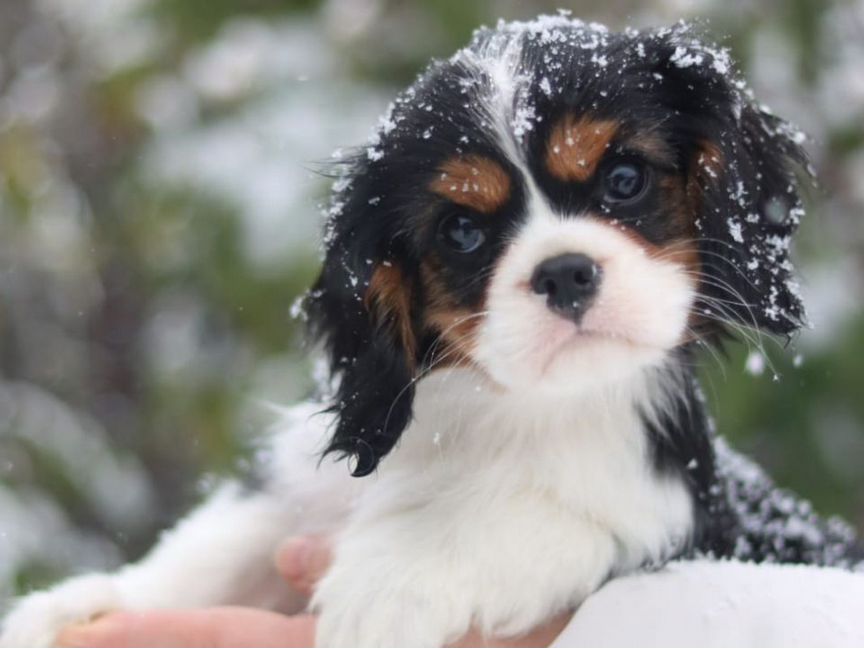 Кавалер Кинг чарльз спаниель