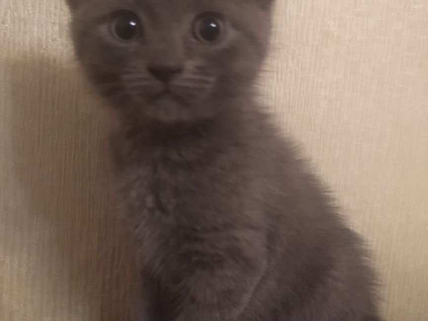 Отдам в добрые руки