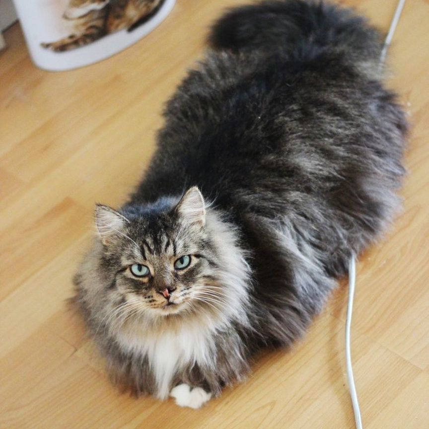 Шикарный кот Самсон
