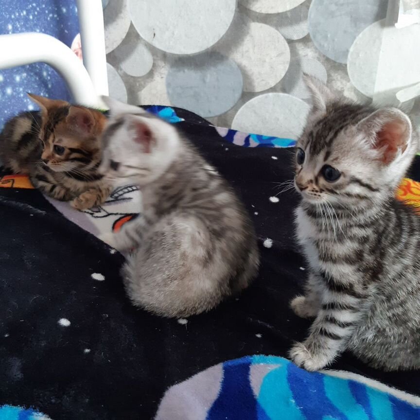 Бенгальские котята