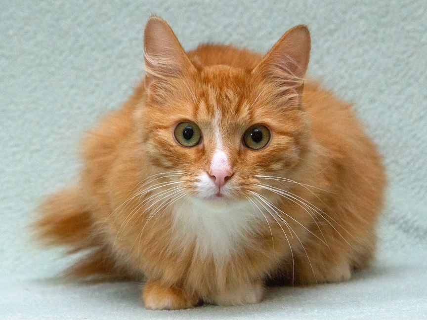 Кот