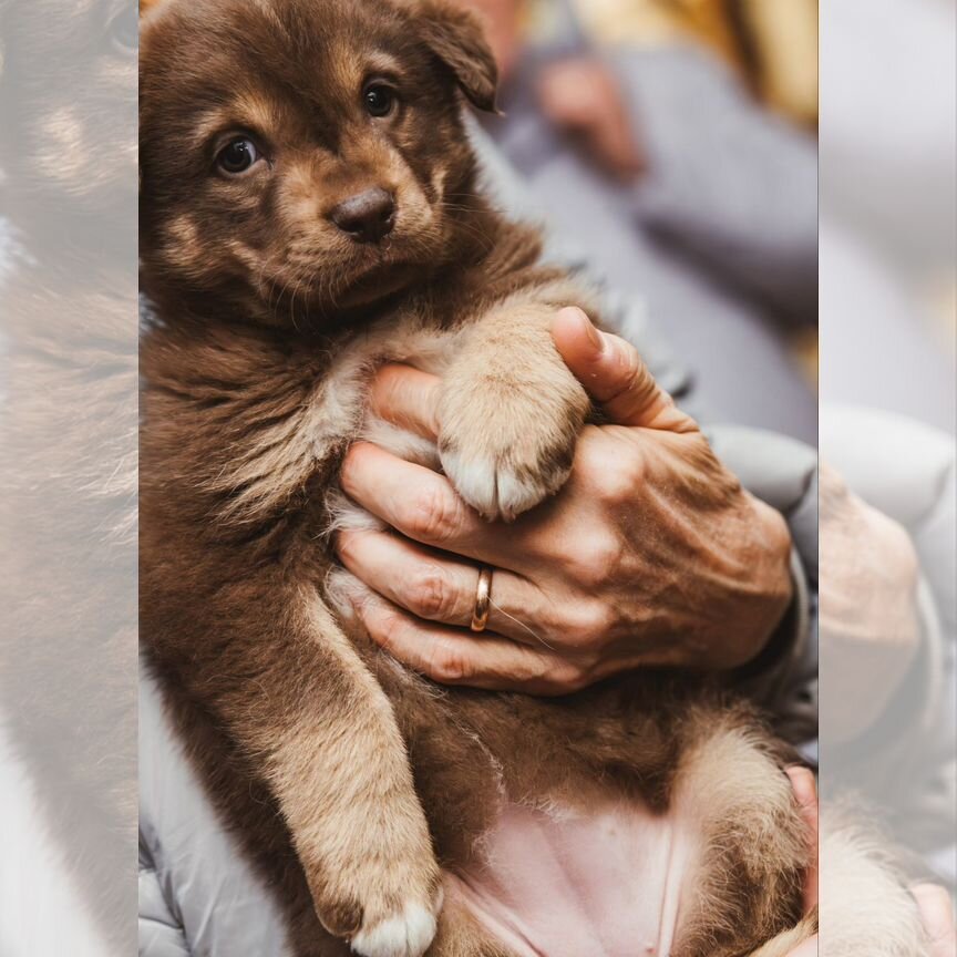 Щенок в добрые руки