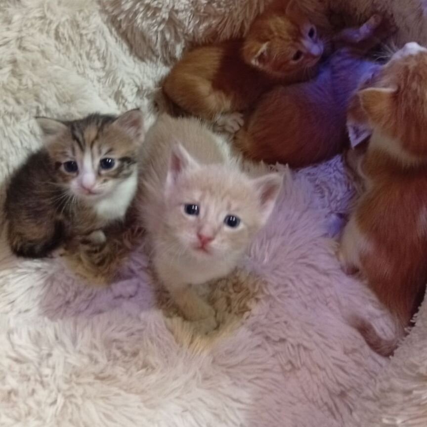Отдам котят в добрые руки