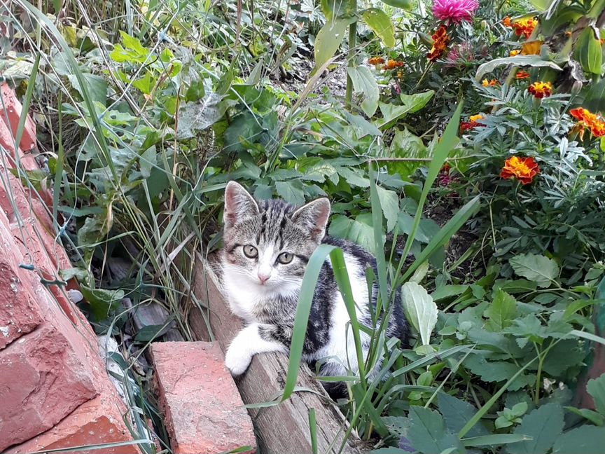 Котята в добрые руки бесплатно