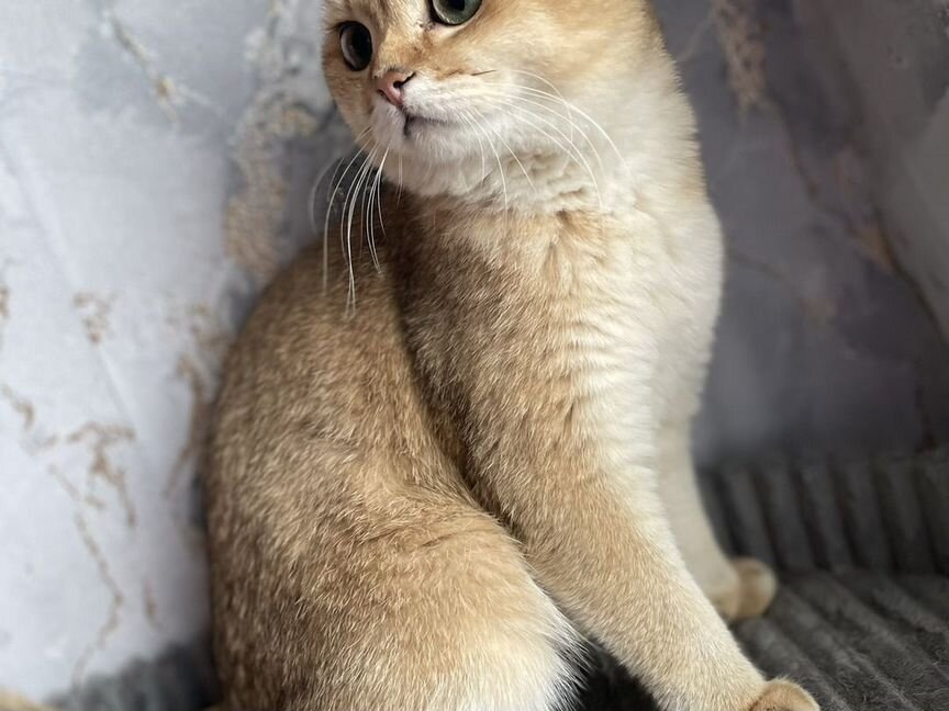 Котик для совокупления с кошечкой