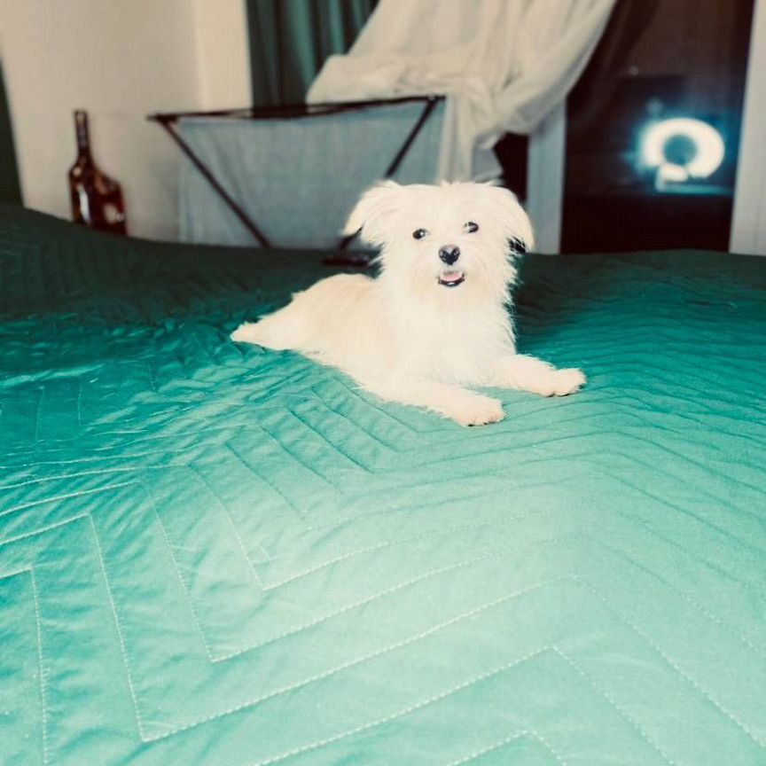 Мальтипу болонка