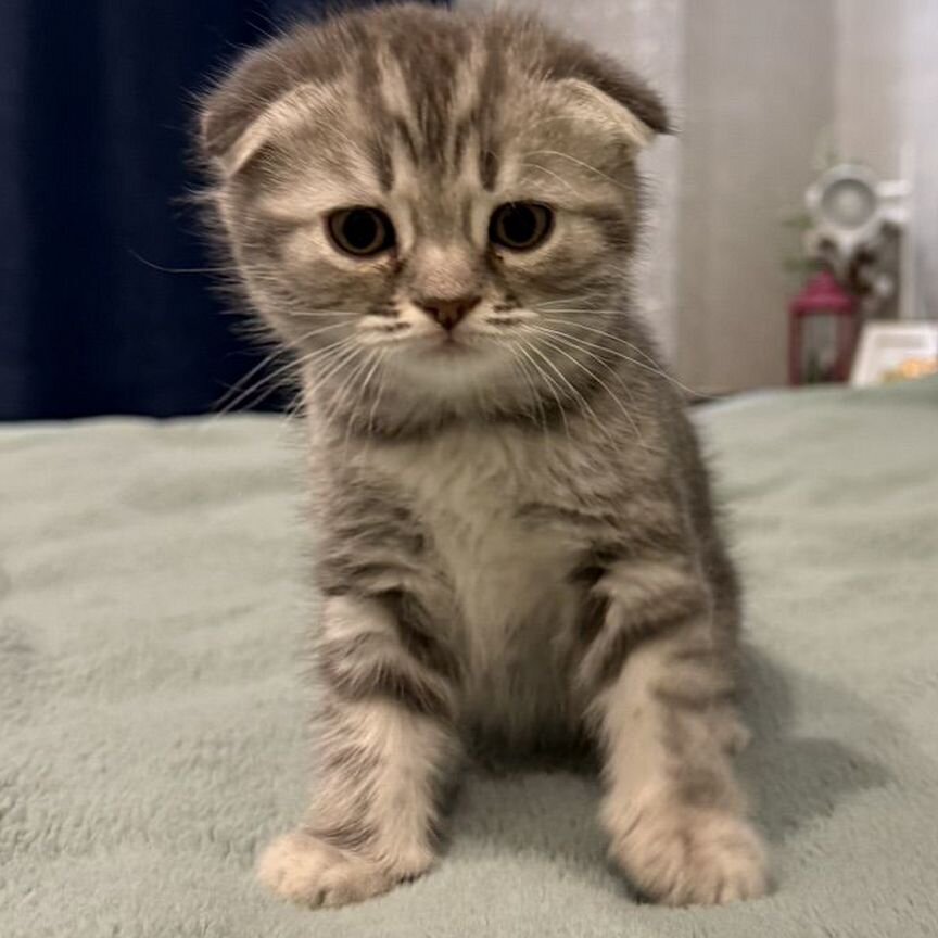 Шотландский вислоухий короткошёрстный котёнок