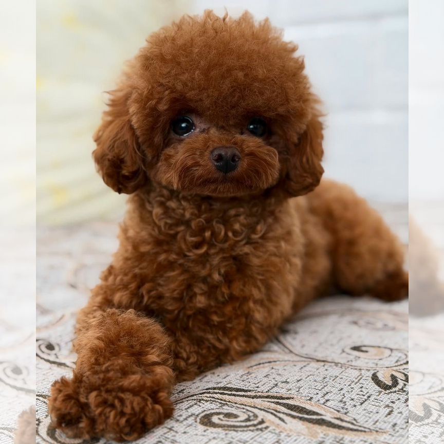 Той-пудель, щенок