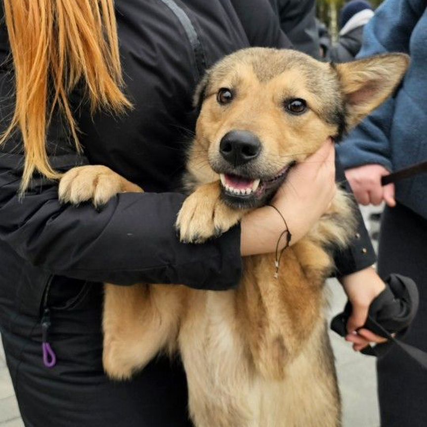 Собака улыбака в дар ищет семью