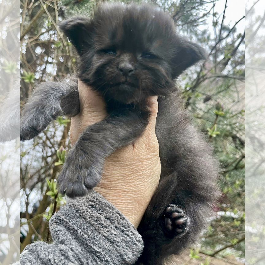 Мейн-кун котёнок