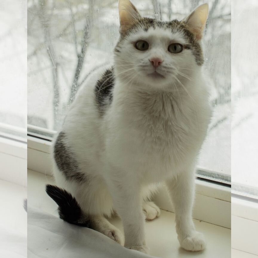 Взрослый кот в добрые руки