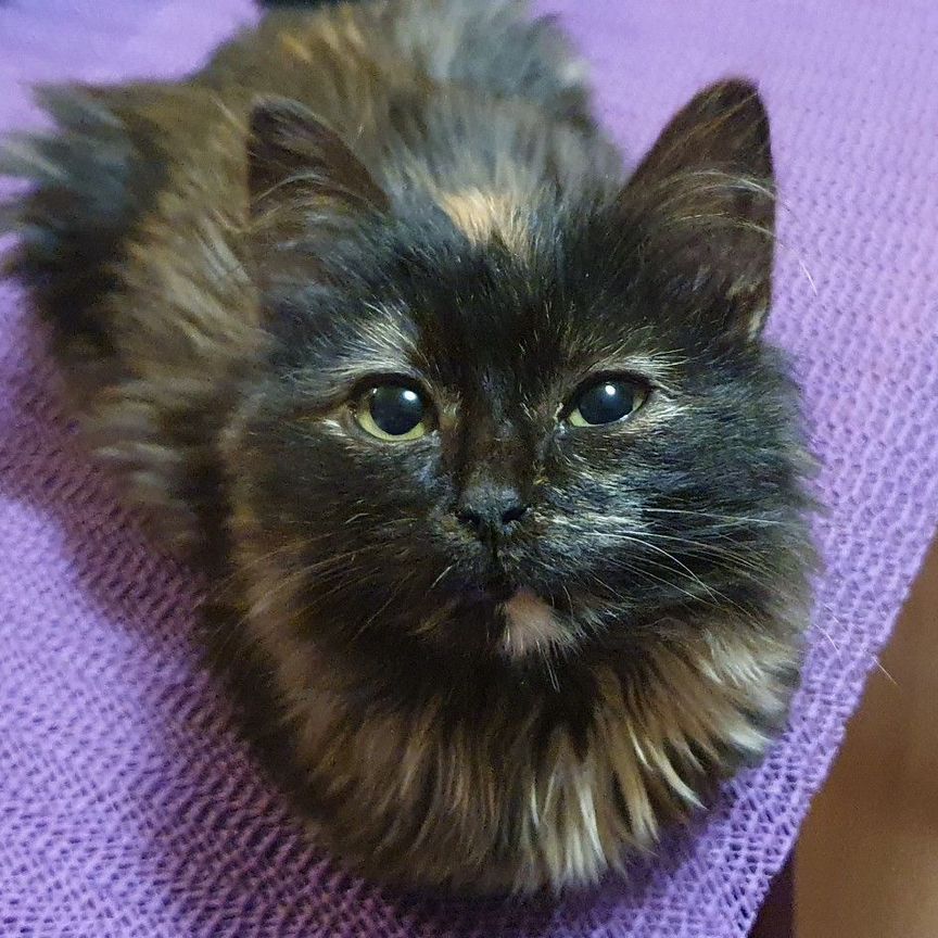 Умница и красавица Бусинка (2,5 мес.)в добрые руки