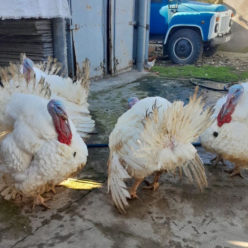 Индюки Хайбрид Конвертер