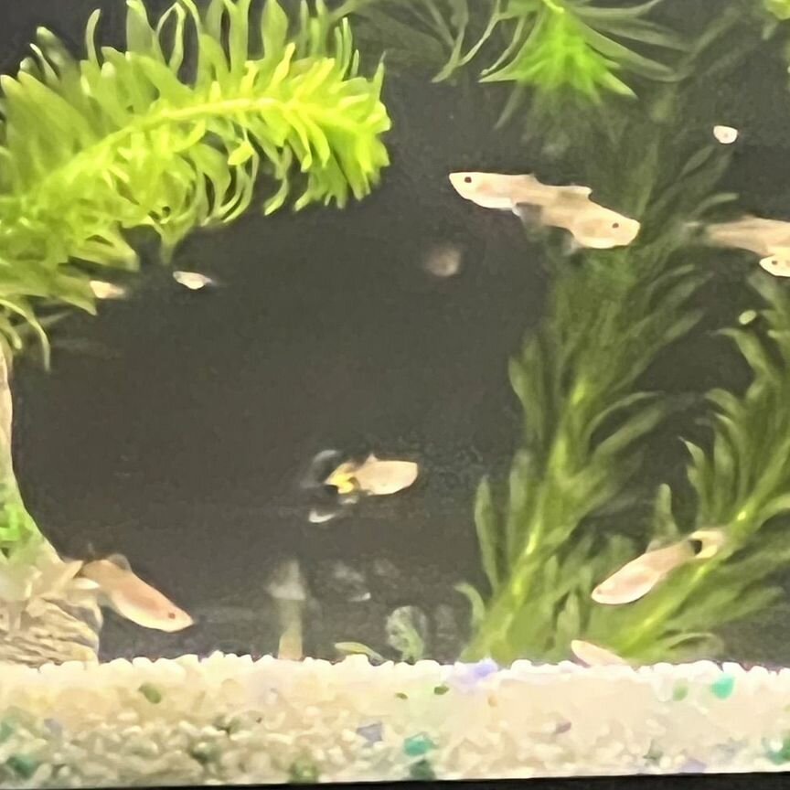 Рыбки гуппи