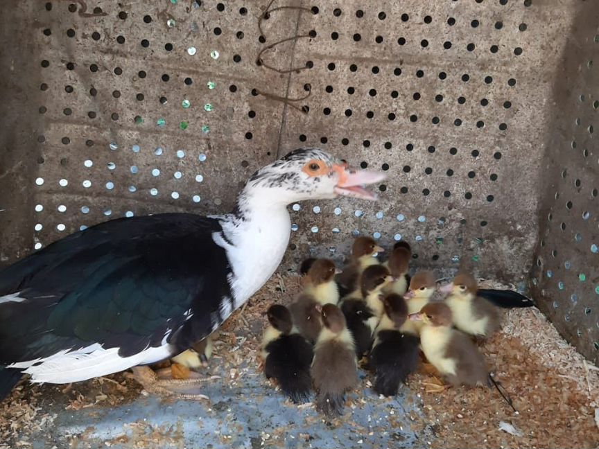 Мама утка с утятами