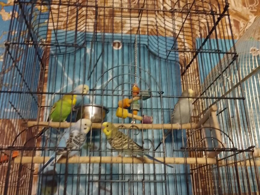 Птенцы волнистики самки и самцы