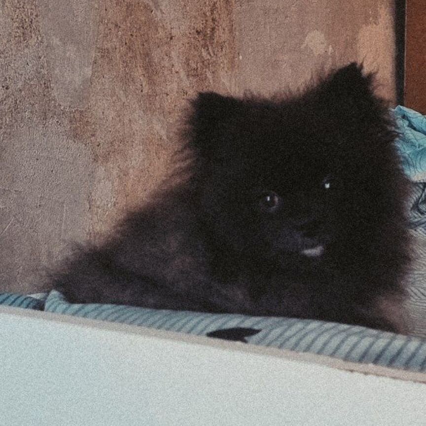 Померанский шпиц медвежьего типа