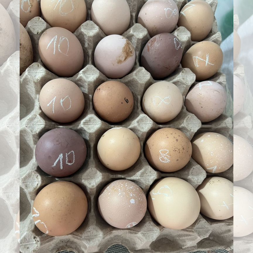 Инкубационное яйцо породных кур, цыплята, утята