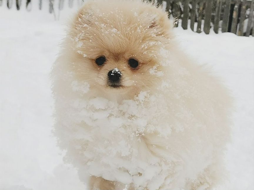 Шпиц к новому году