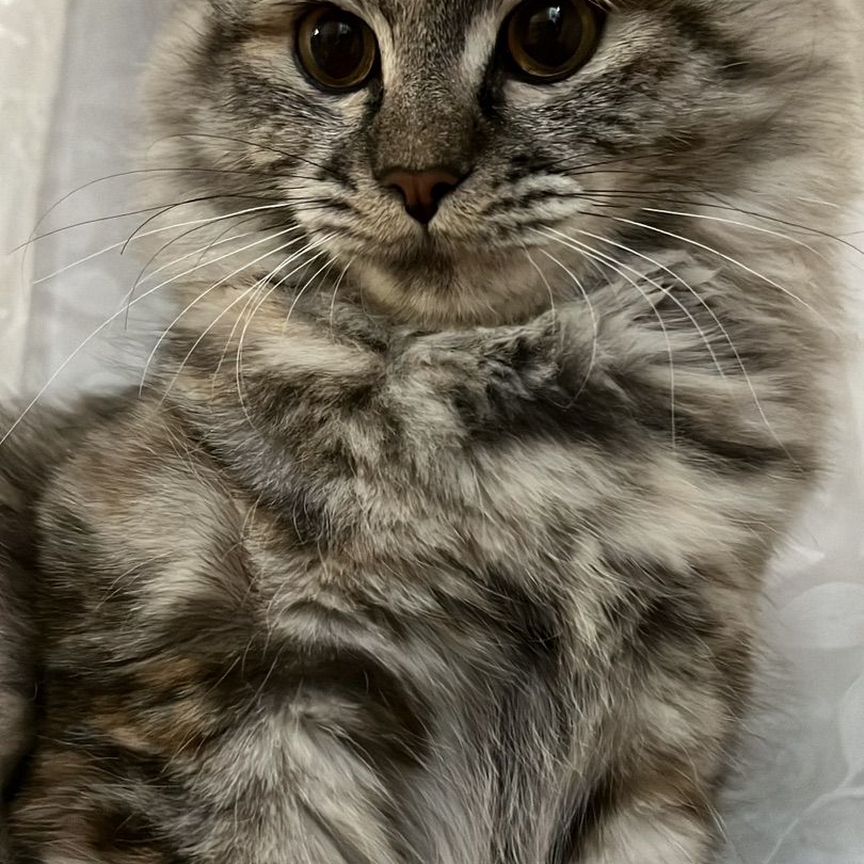 Вязка (девочка ) купильский бобтейл