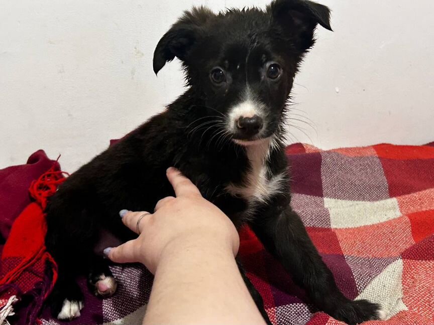 Щеночек метис в добрые руки