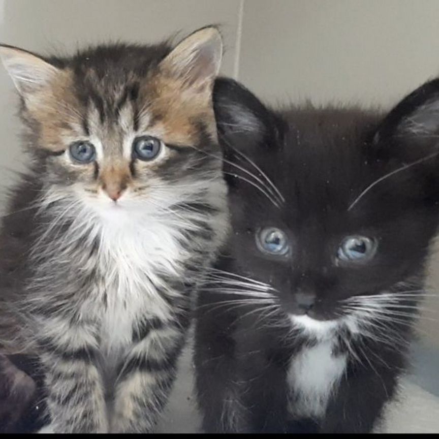 Котята 2 месяца ласковые