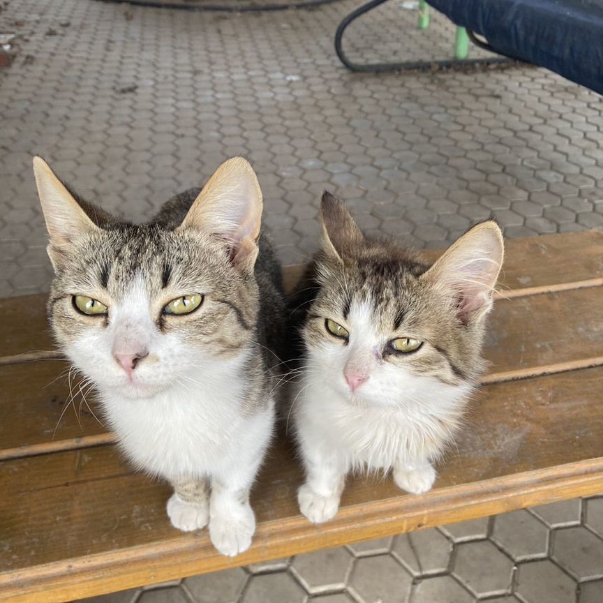 Отдам в добрые руки