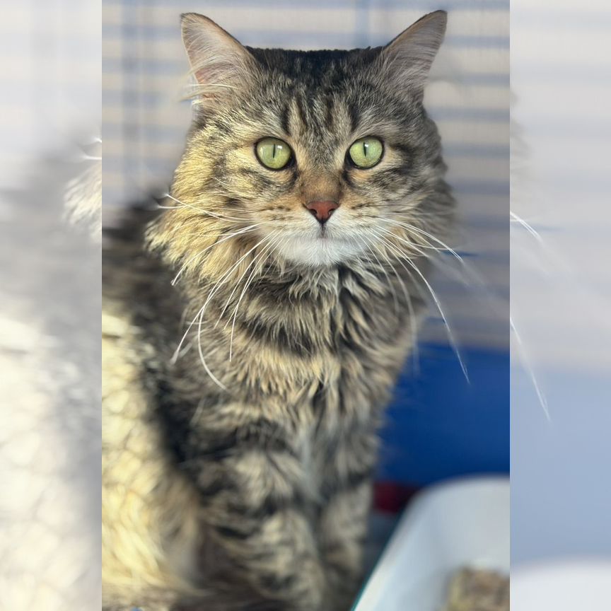 Взрослый кот в добрые руки