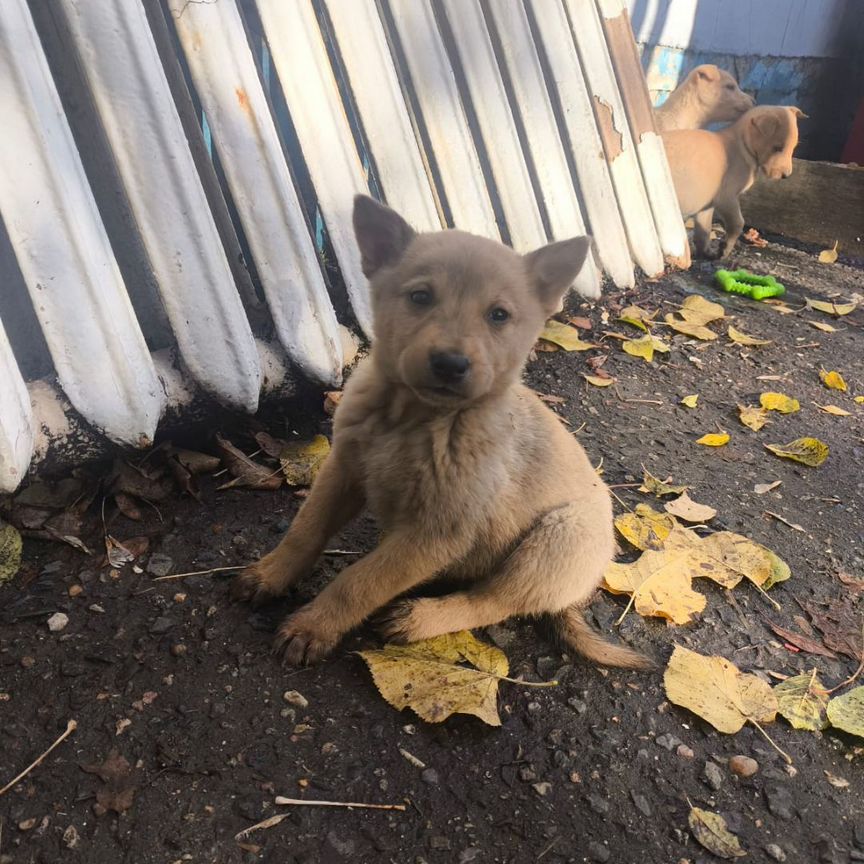 Щенок мальчик 1.5 мес в добрые руки