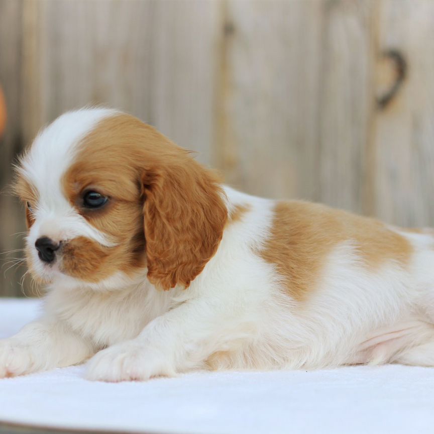 Очаровательный малыш кавалер Кинг Чарльз спаниель