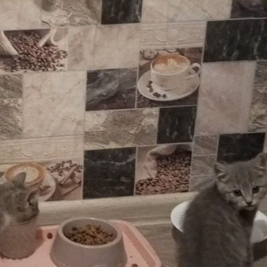 Котята подкинули