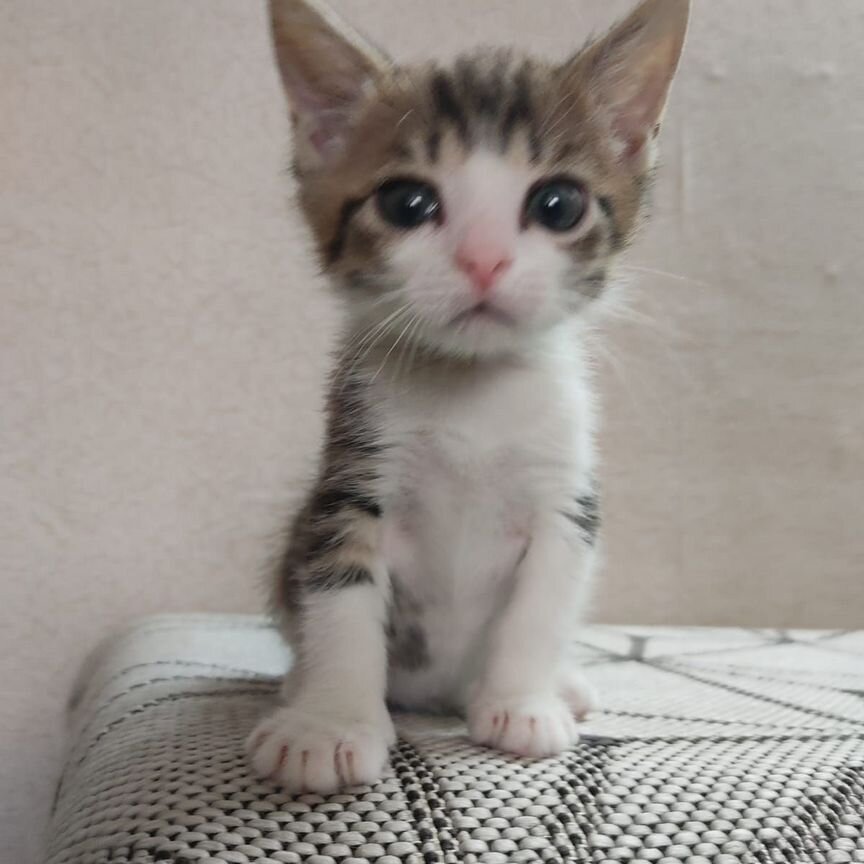 Отдам котенка в добрые руки