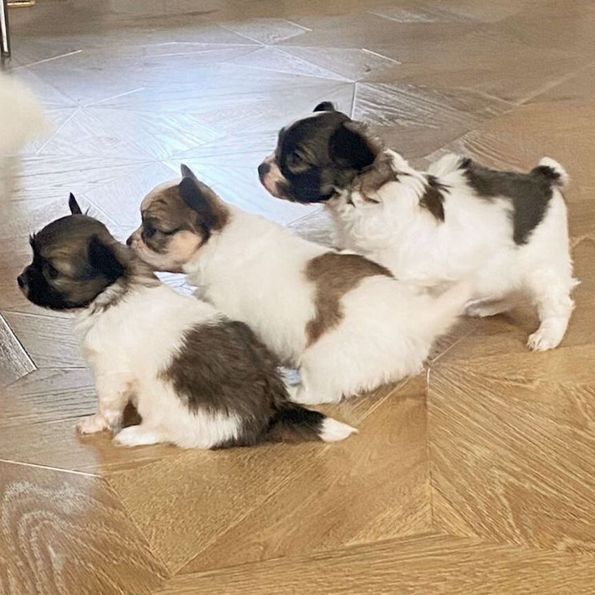 Папильон щенки