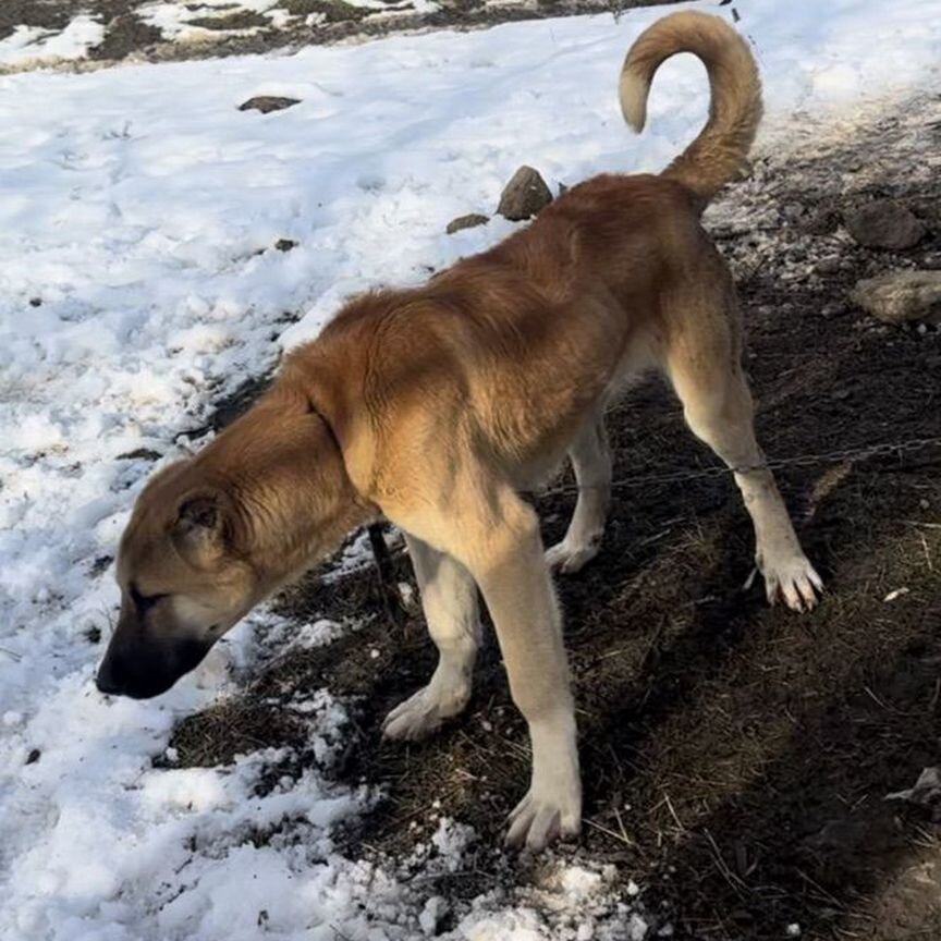 Кавказский волкодав