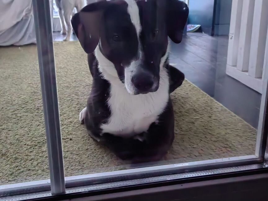 Домашние животные бесплатно собаки