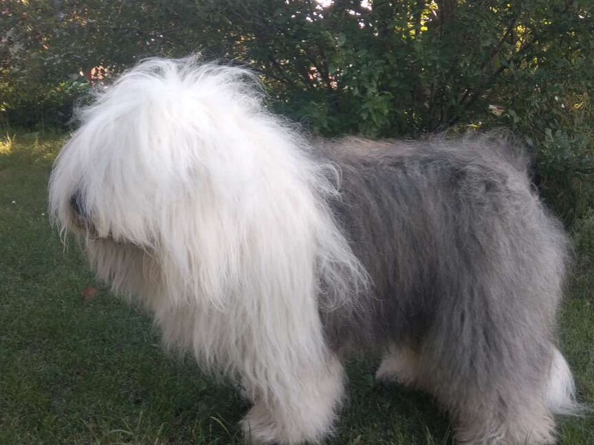 Вязка бобтейл