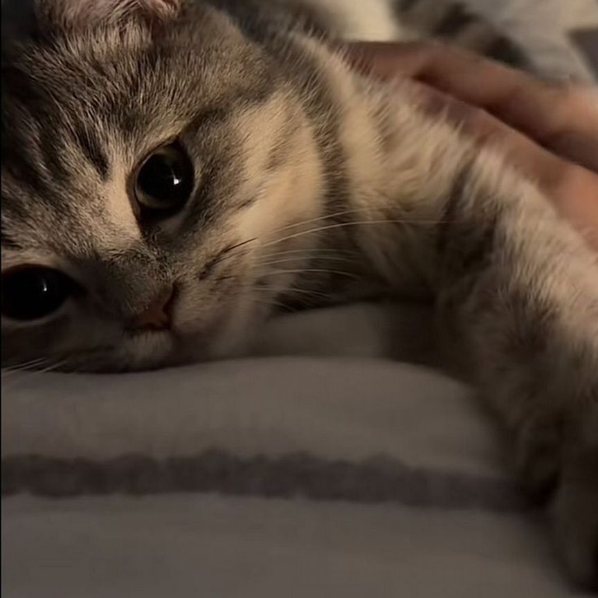 Британский котёнок