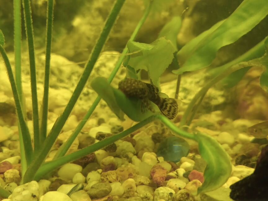 Аквариумные рыбки сомики